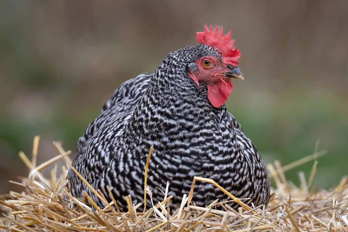 Winston Heights Urban Hen Program
